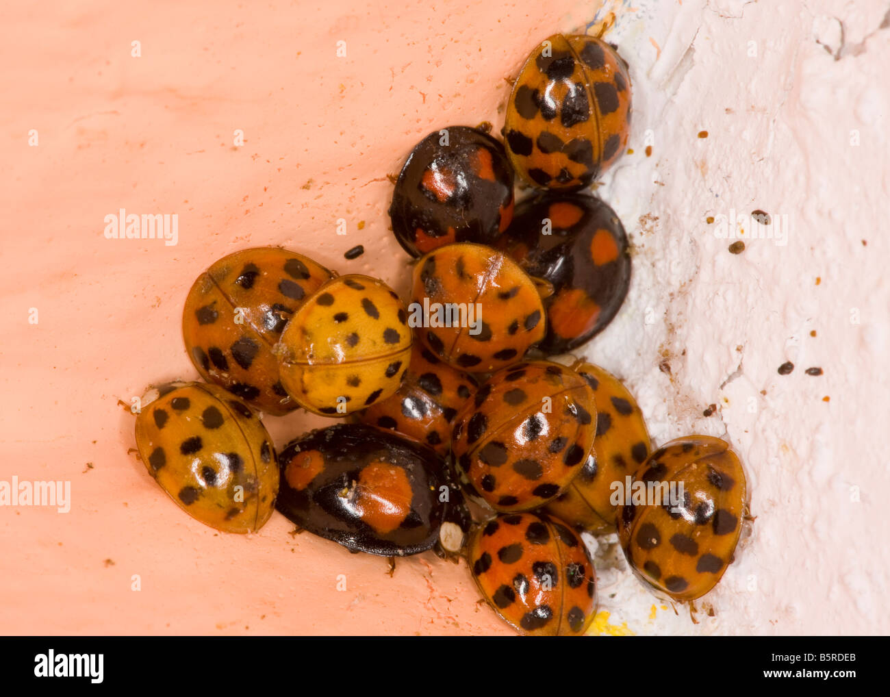 Overwintering ladybird hi-res stock photography and images - Alamy