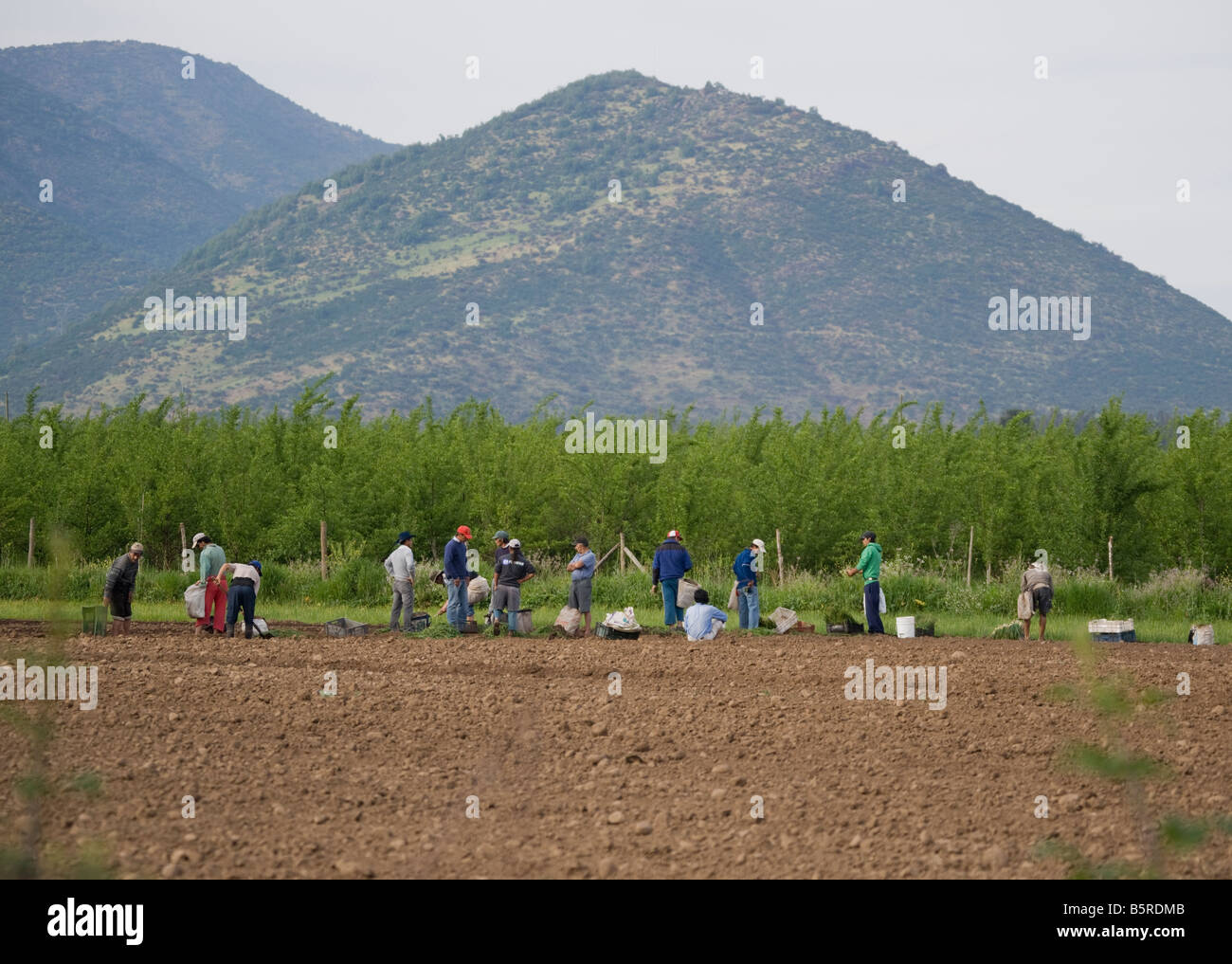 Farm workers planting onions hi-res stock photography and images - Alamy