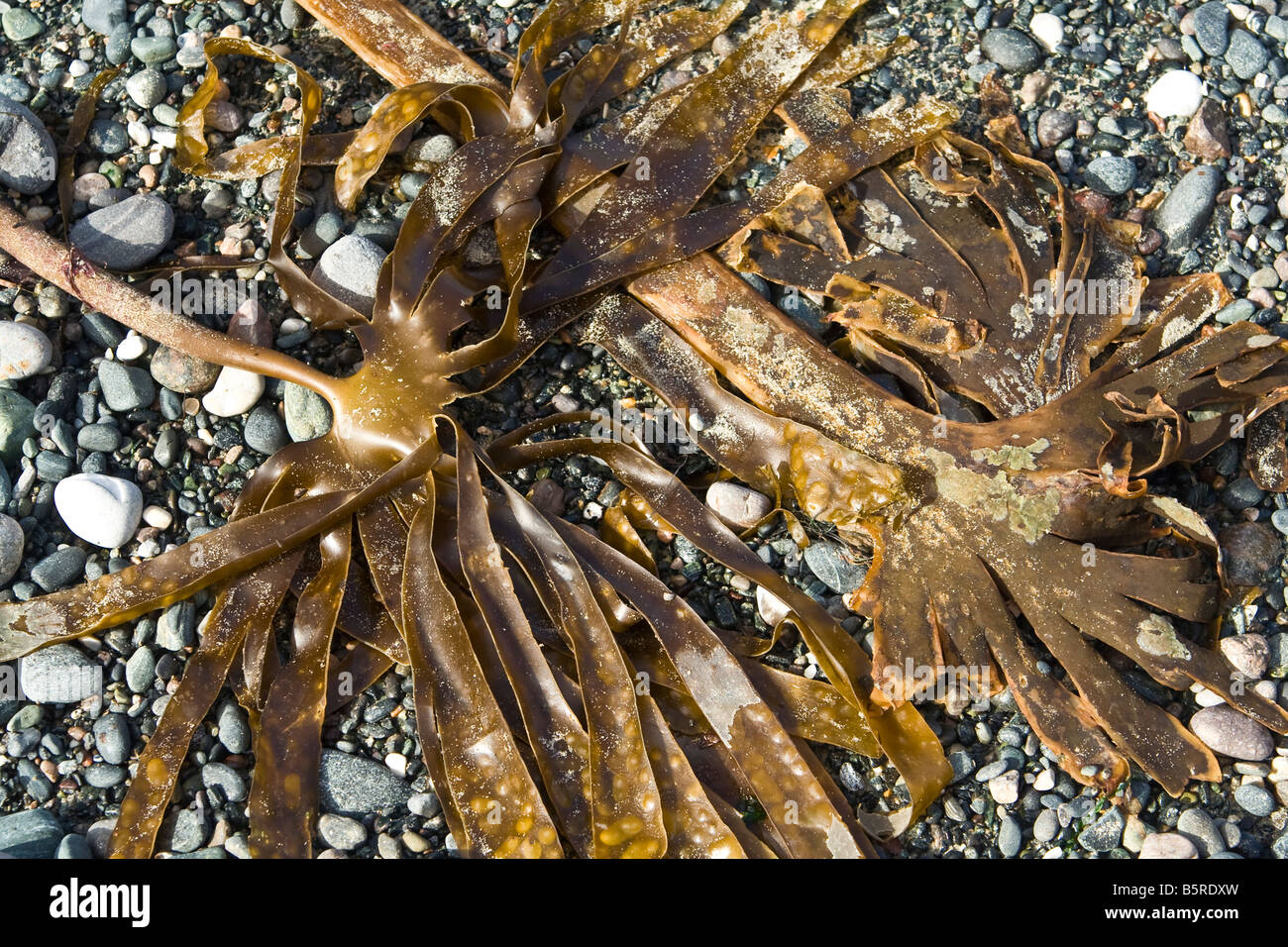 Seaweed uk beach hi-res stock photography and images - Alamy
