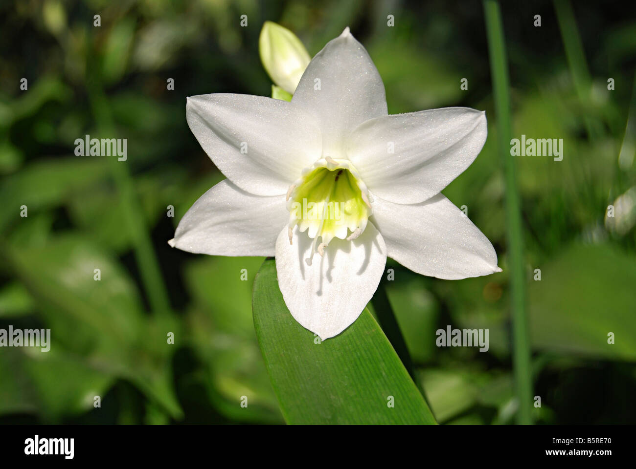 India flower white hi-res stock photography and images - Alamy