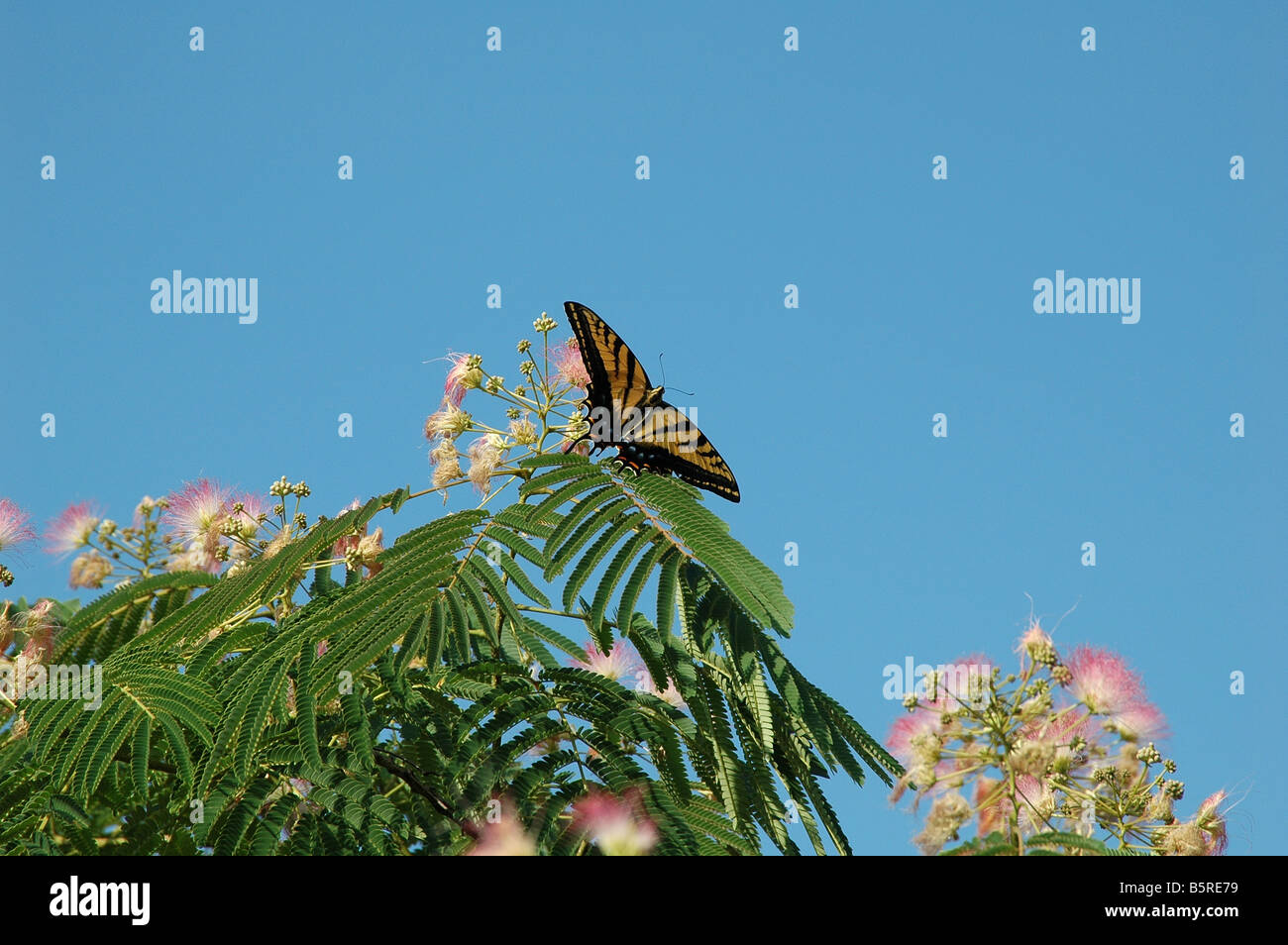 Big blue monarch butterfly hi-res stock photography and images - Alamy