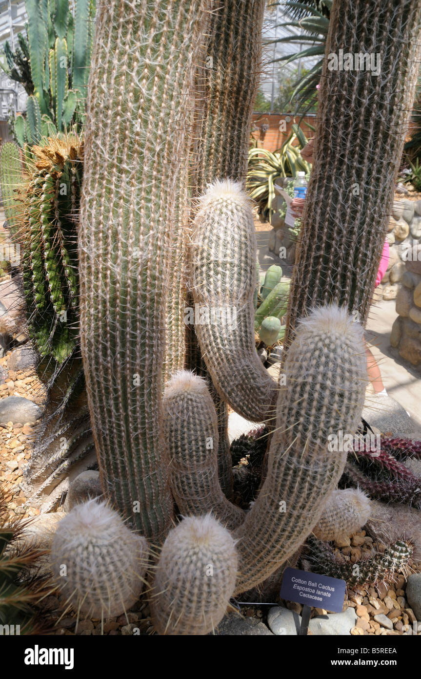 Ball cactus hi-res stock photography and images - Alamy
