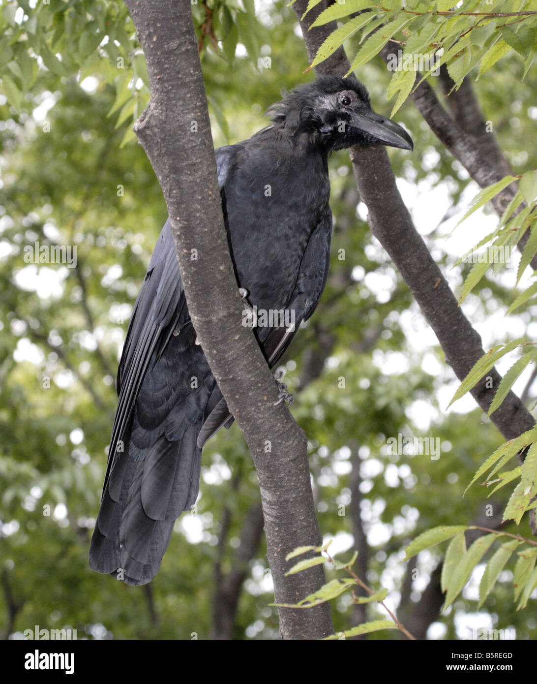 Japanese crow hi-res stock photography and images - Alamy