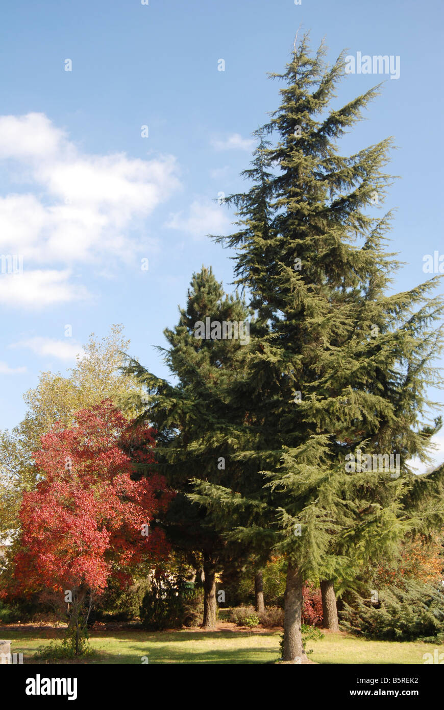 Terebinth tree hi-res stock photography and images - Alamy