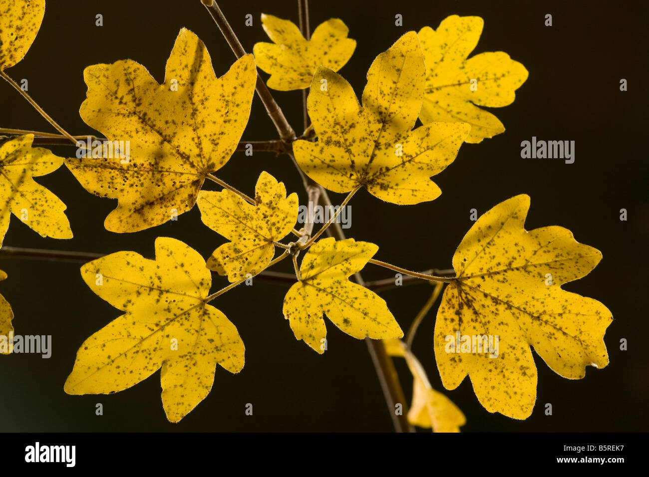 Leaves of Field Maple Acer campestre in autumn strongly coloured Dorset ...