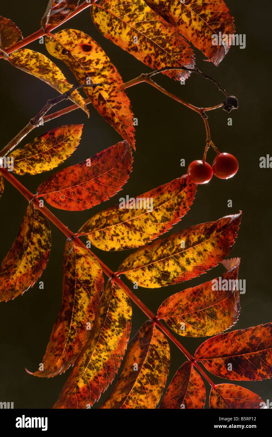 Rowan foliage Sorbus aucuparia in autumn strongly coloured Dorset Stock ...