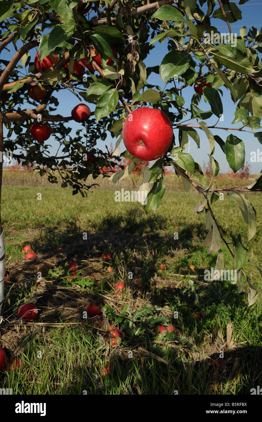 Apple on a branch Stock Photo - Alamy