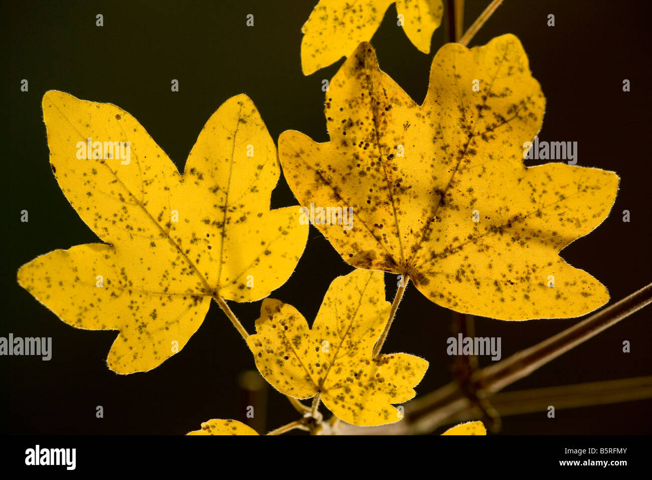 Leaves of Field Maple Acer campestre in autumn strongly coloured Dorset ...