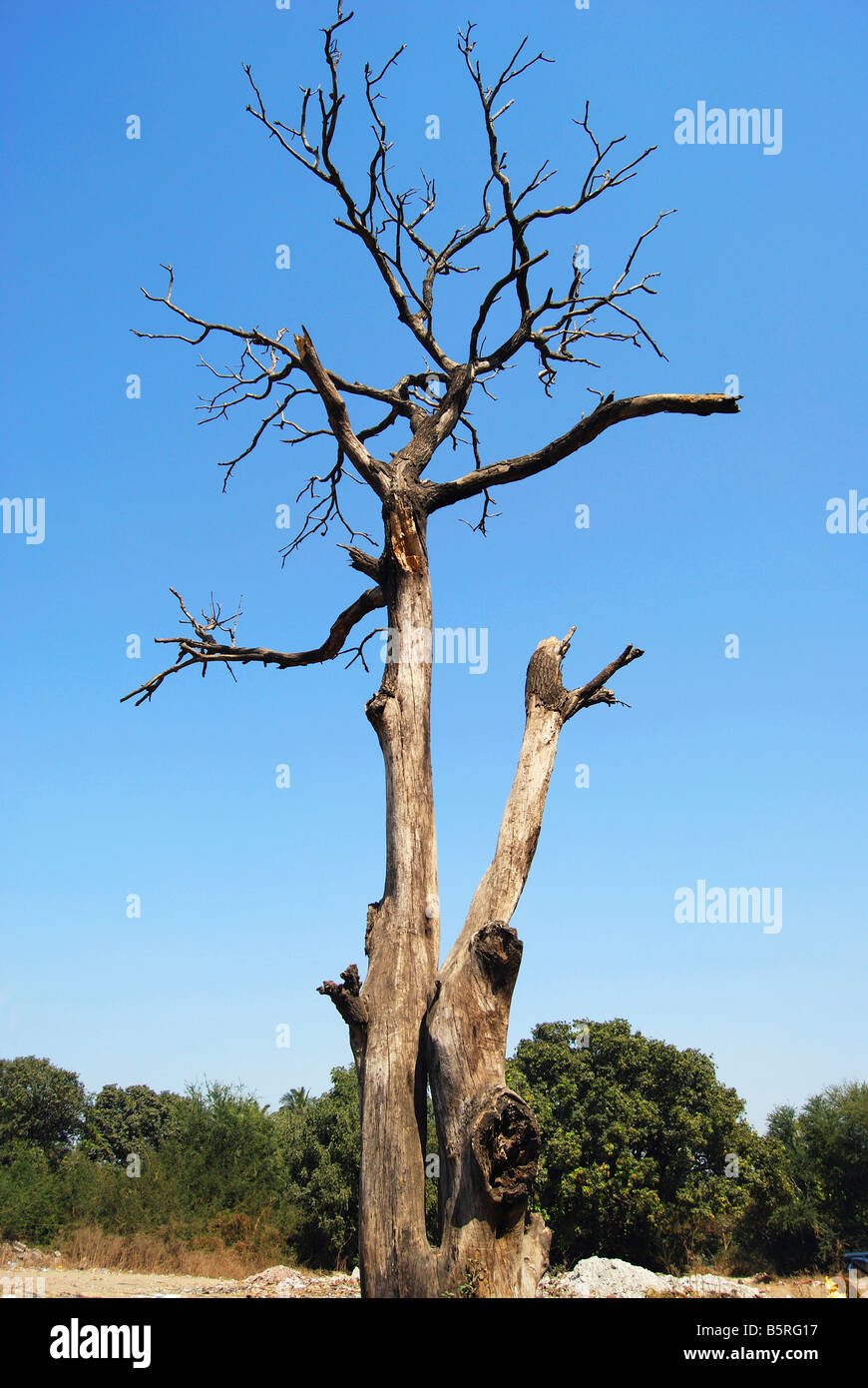 Leafless tree pictures hi-res stock photography and images - Alamy