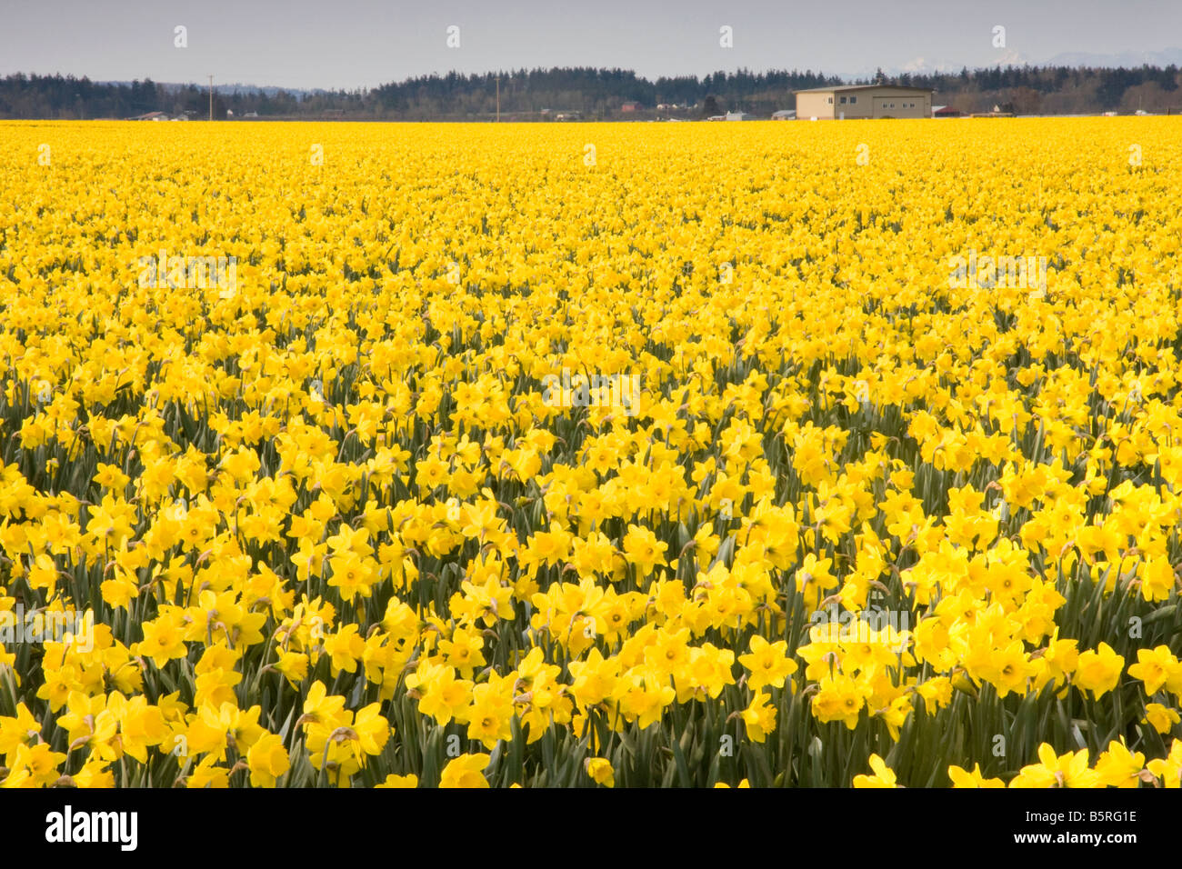 A field of yellow daffodils in Mount Vernon Washington Stock Photo - Alamy