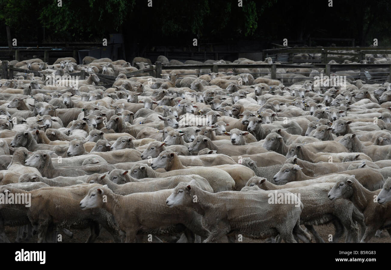 Large flock of Sheep. Towards Gore Bay. New Zealand Stock Photo - Alamy