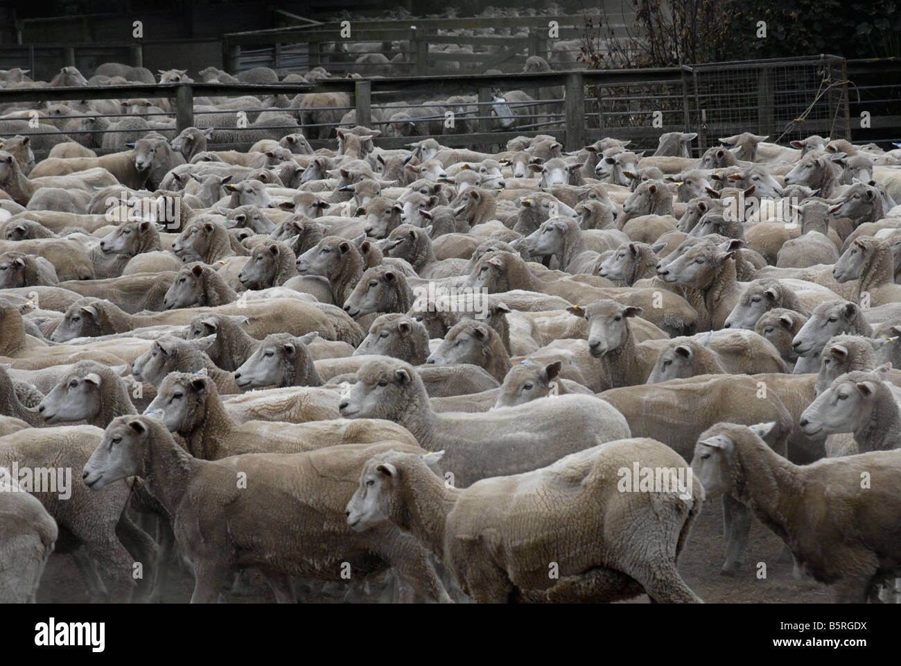Large flock of Sheep. Towards Gore Bay. New Zealand Stock Photo - Alamy