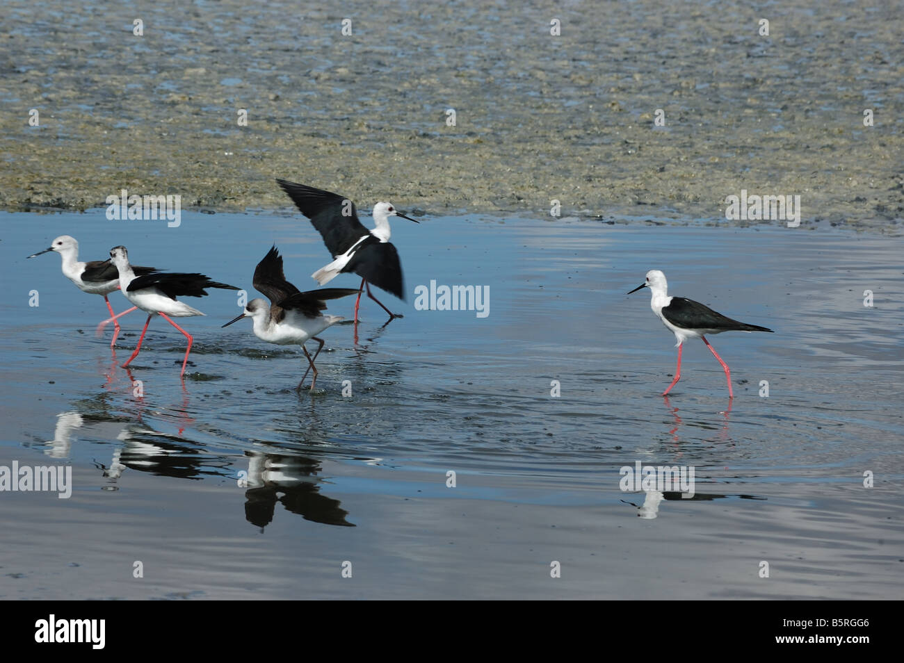 Fight picture hi-res stock photography and images - Alamy