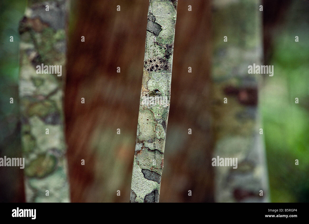 Mottled tree bark hi-res stock photography and images - Alamy