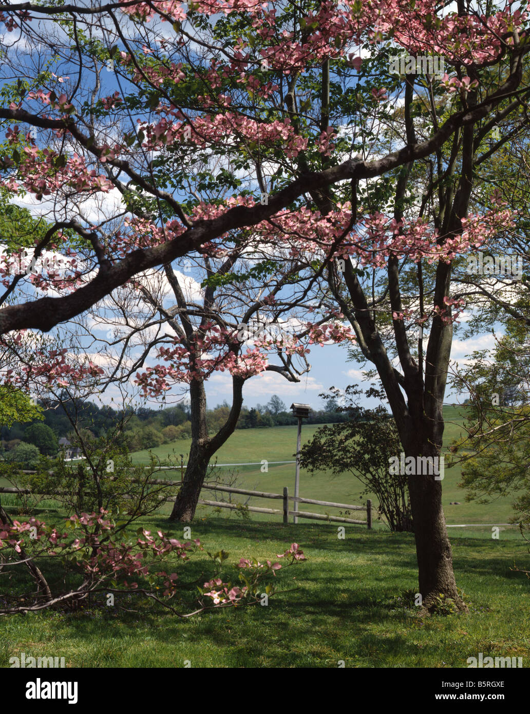 Blossoming Trees in Springtime Stock Photo - Alamy