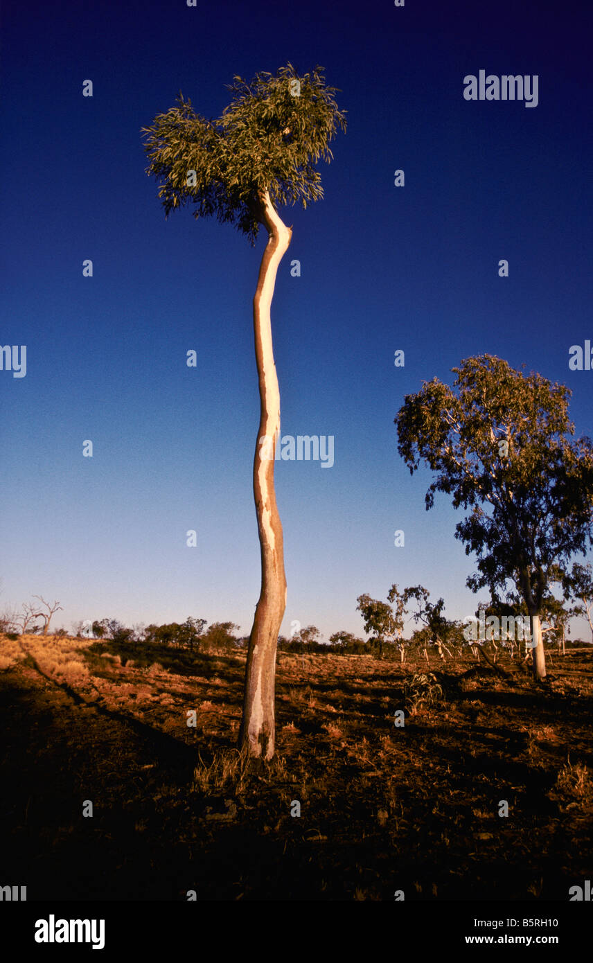Tree, outback Australia Stock Photo - Alamy