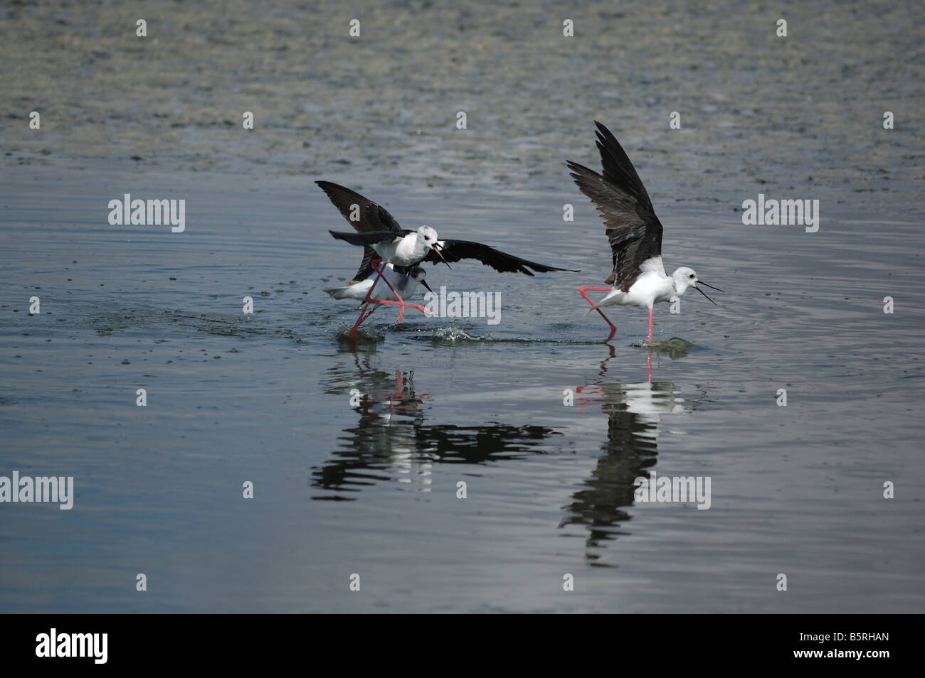 A picture of a several birds in fight Stock Photo - Alamy
