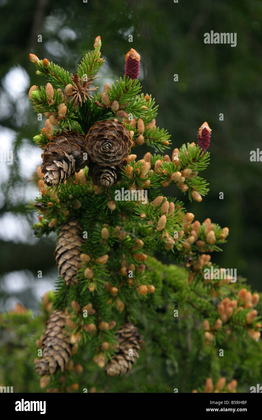 Old spruce picea abies tree hi-res stock photography and images - Alamy