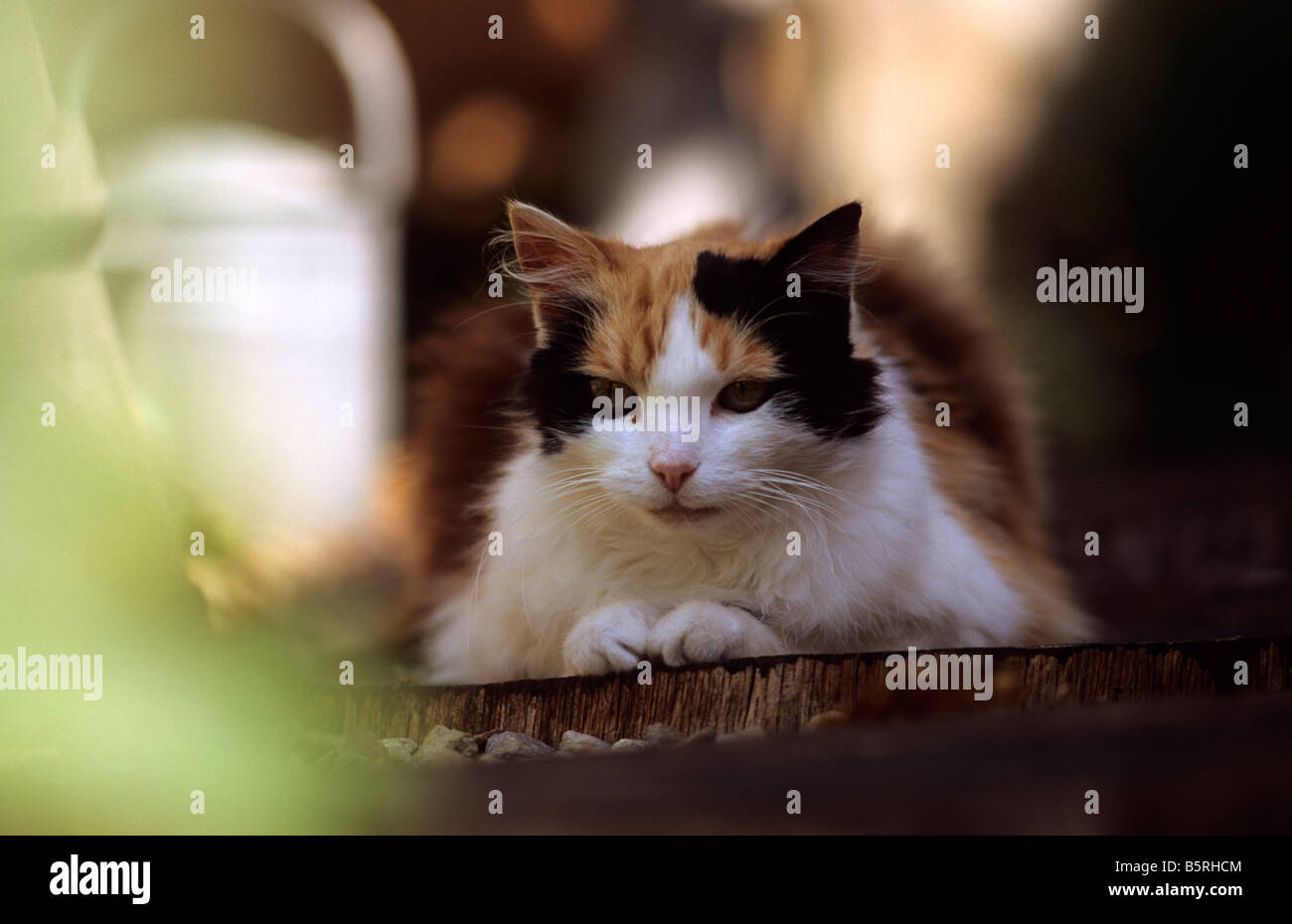 Tortoiseshell cat in garden Stock Photo - Alamy