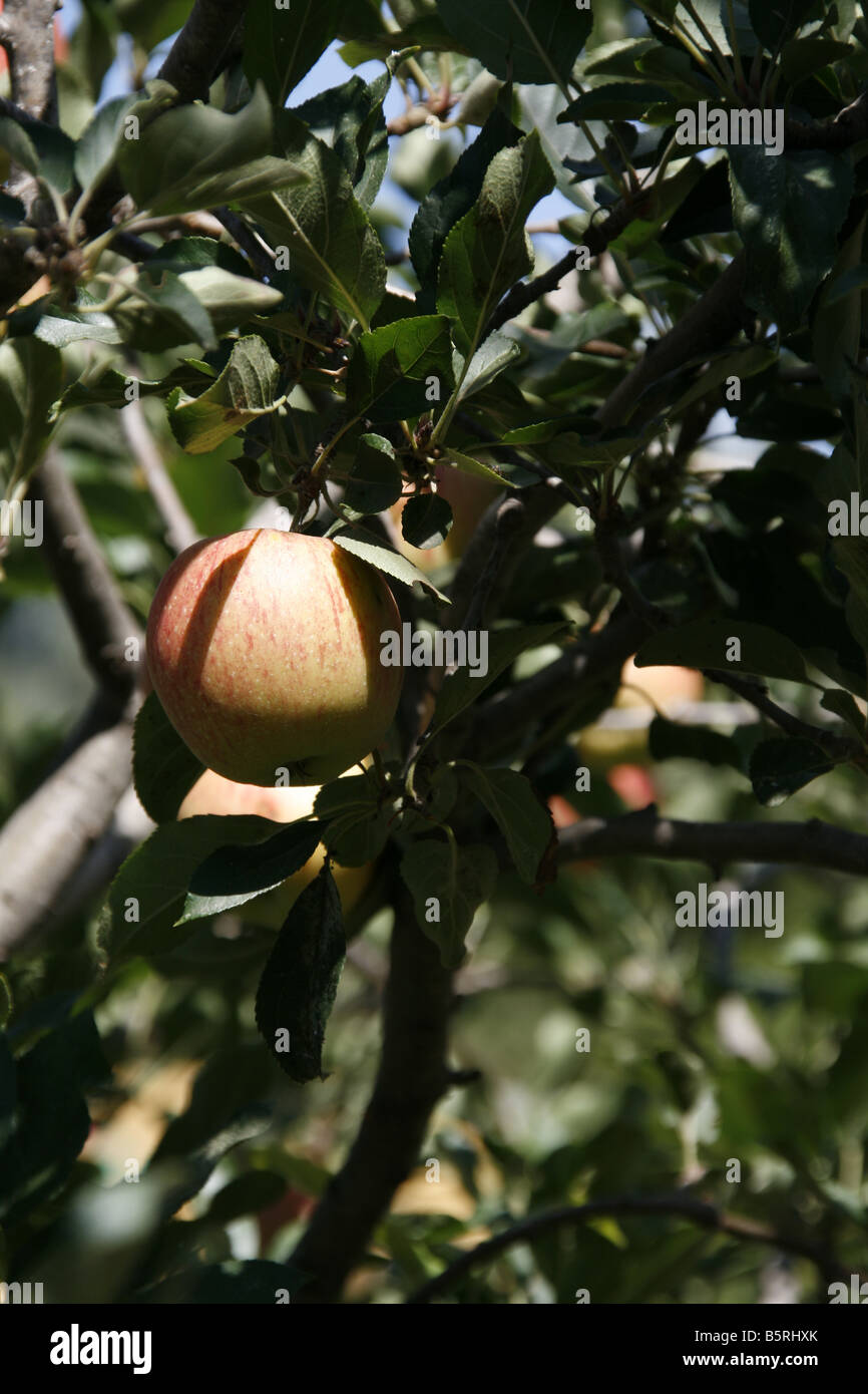 one single red apple growing on tree branches Stock Photo - Alamy