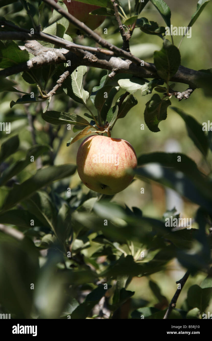 one single red apple growing on tree branches Stock Photo - Alamy