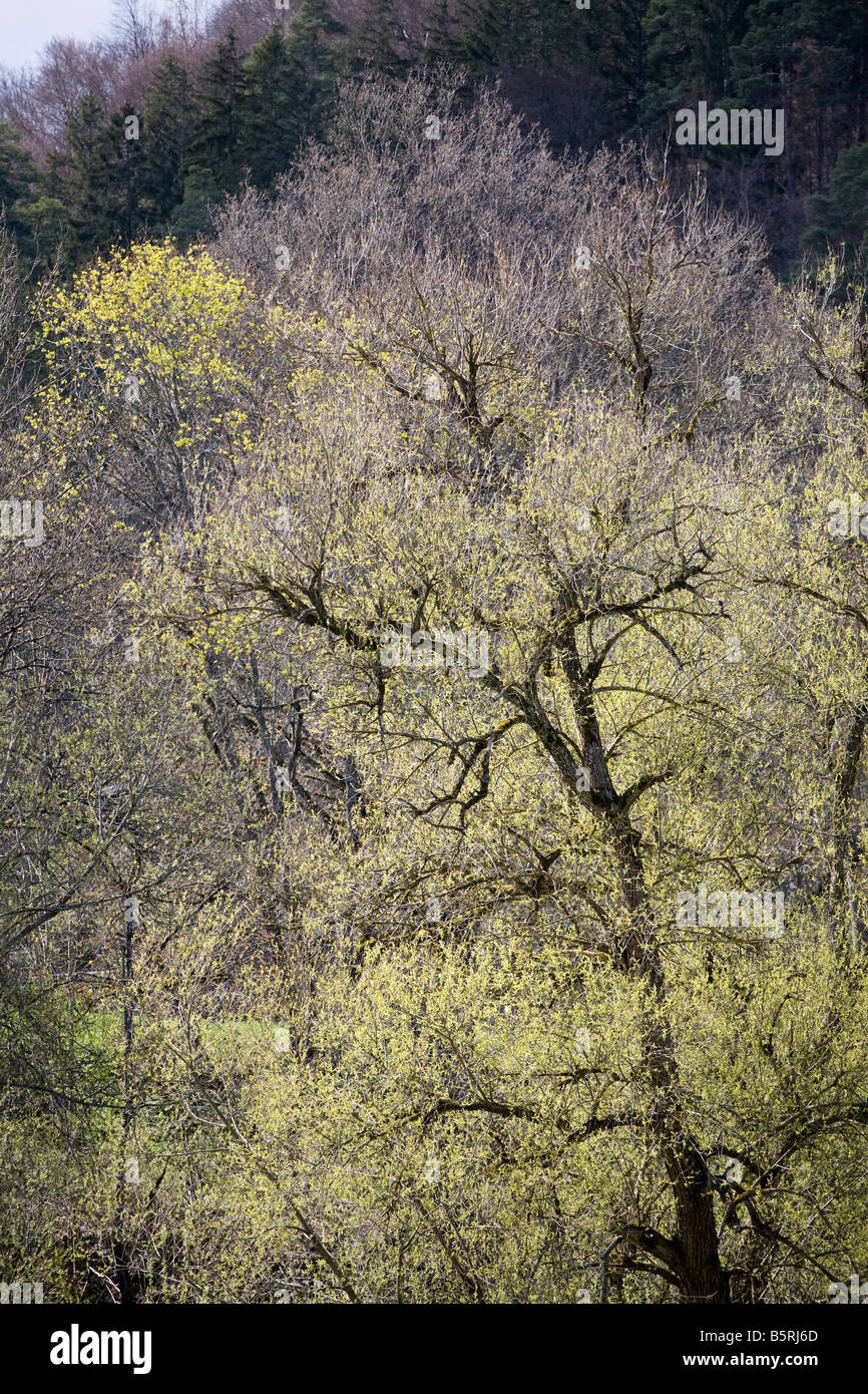 Colorfull tree in spring Stock Photo - Alamy
