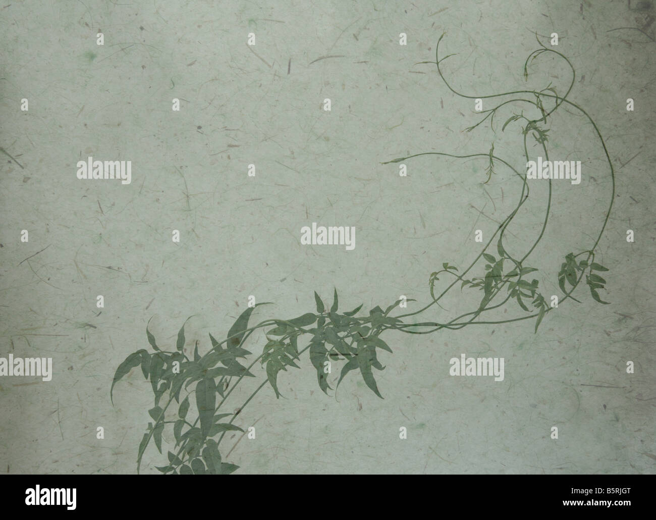 Jasmine vine hi-res stock photography and images - Alamy