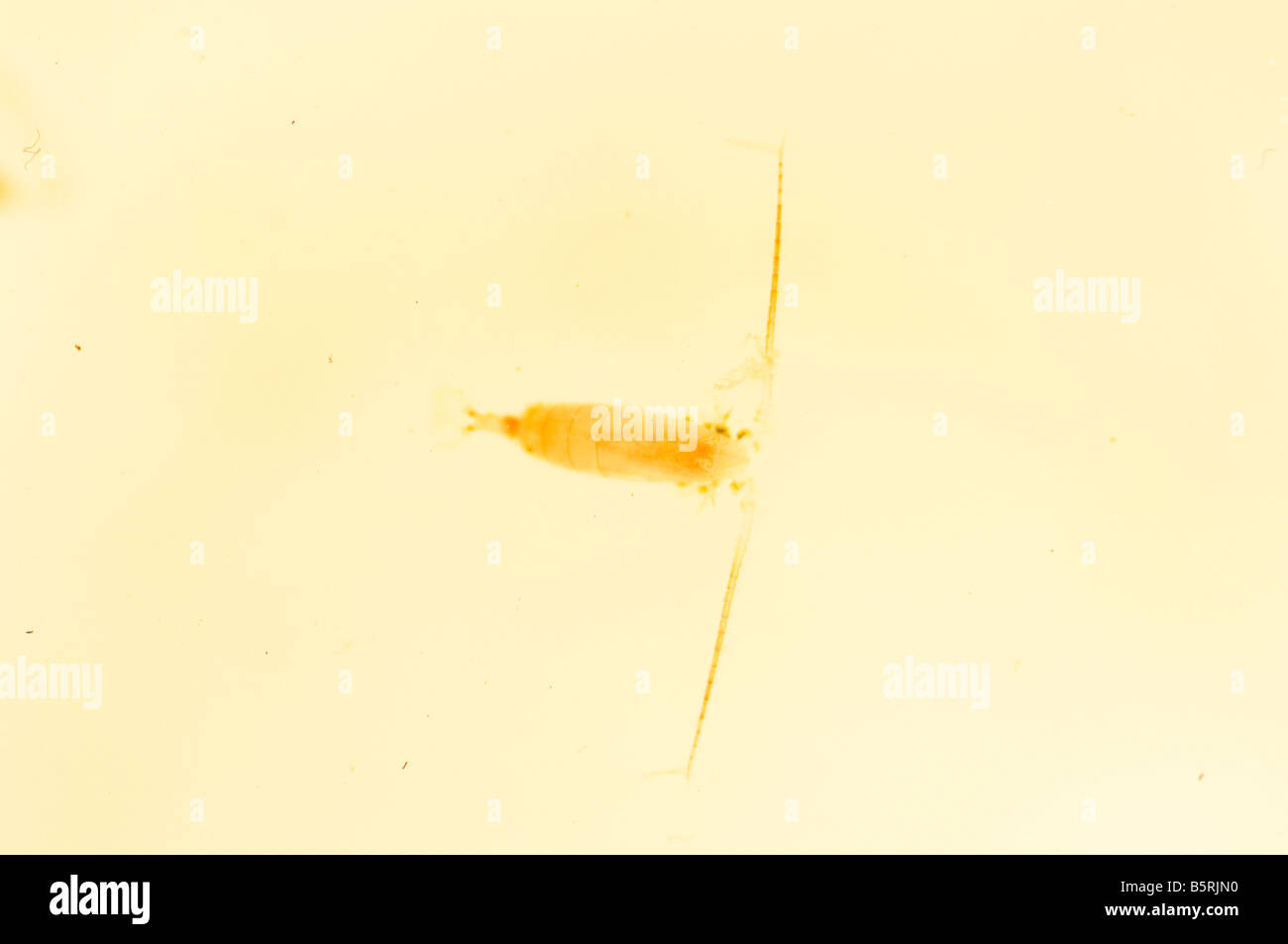 copepods crustaceans that are at the base of the food chain and feed on ...