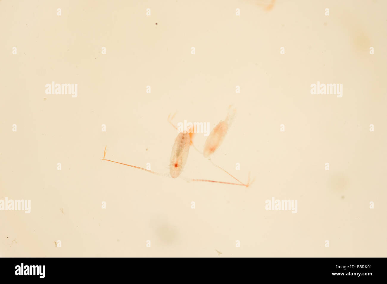 copepods crustaceans that are at the base of the food chain and feed on ...