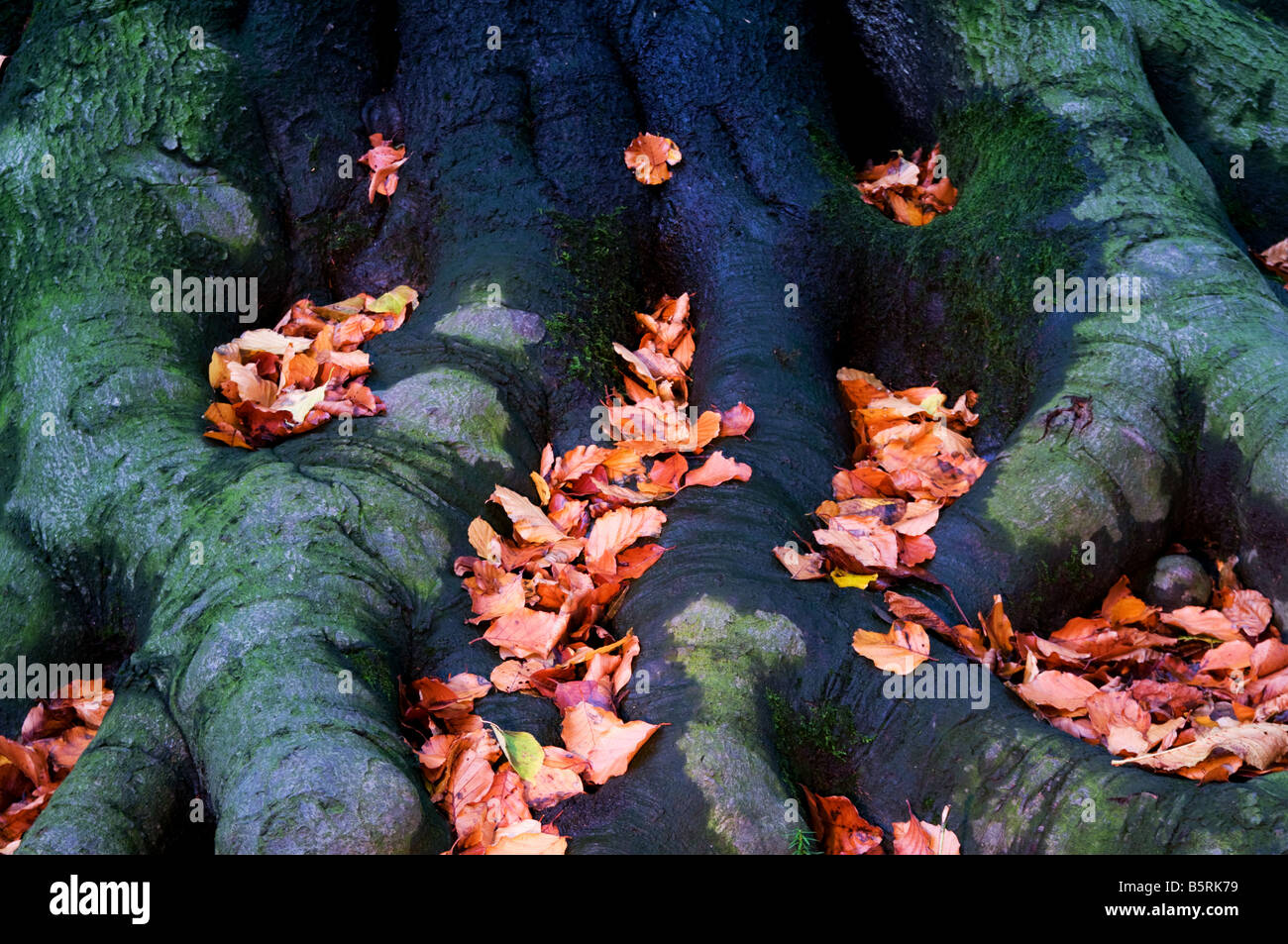 Trees roots covered in leaves Autumn Derbyshire England UK Stock Photo ...