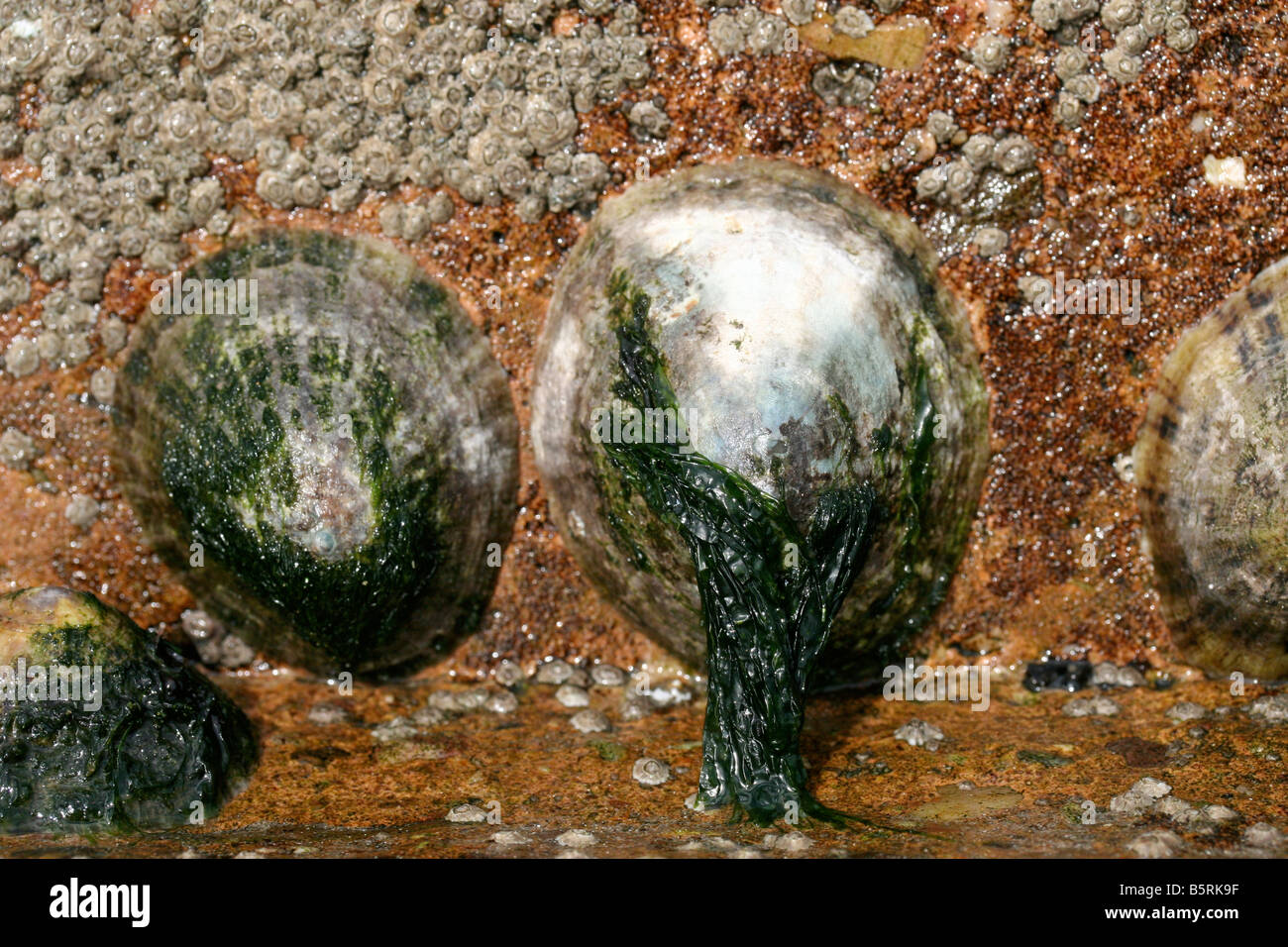 Limpet in rock pool hi-res stock photography and images - Alamy
