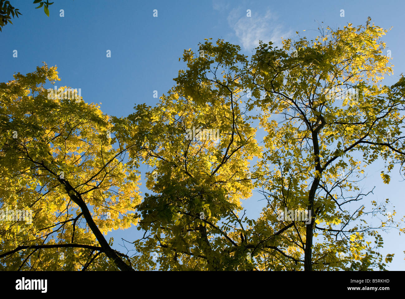 Autumn sunshine shining through golden leaves on a tree in the ...