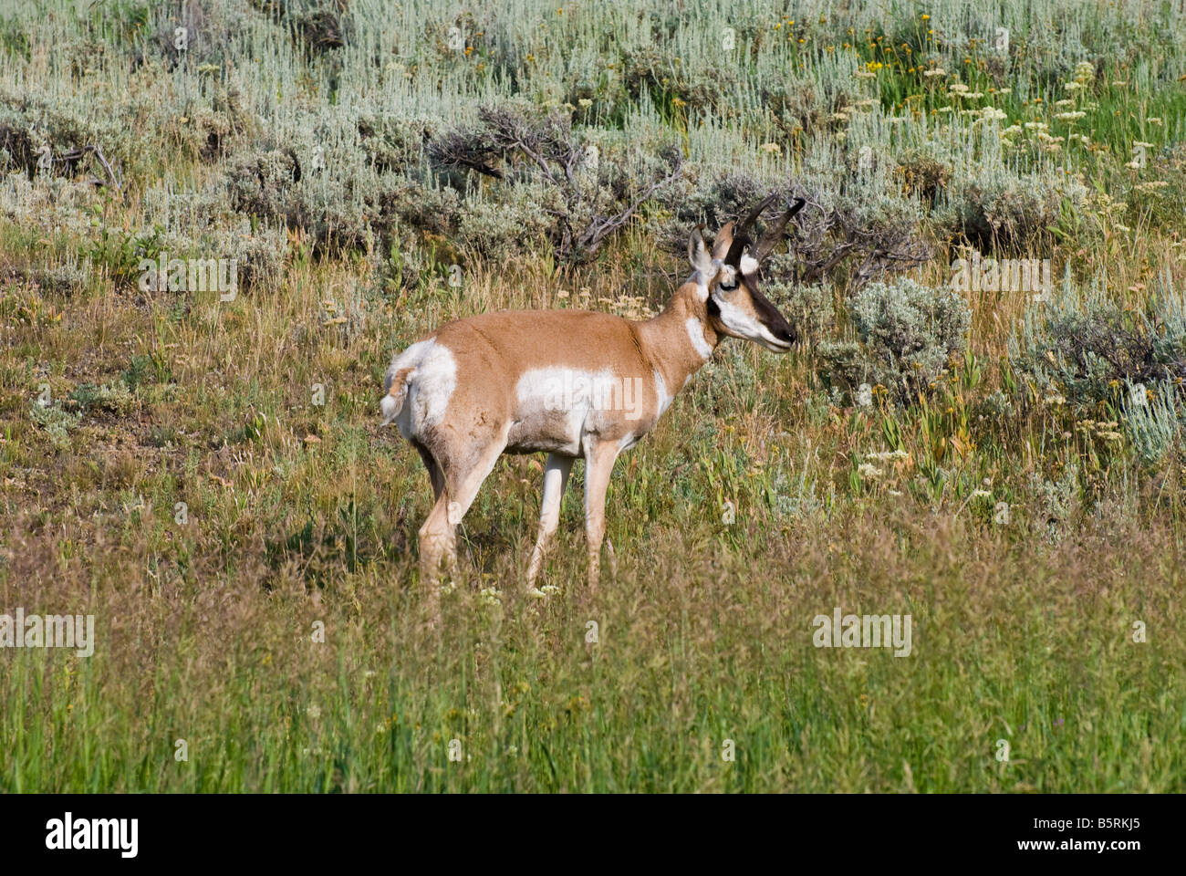 Pronghorn Antelope in field of sage brush along the Blacktail Plateau ...