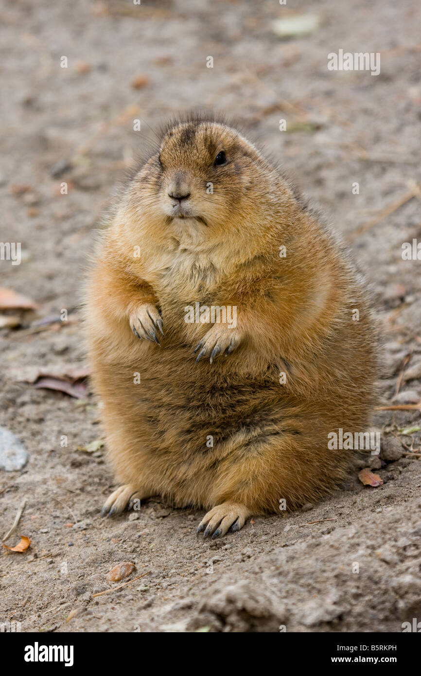 Fat prairie dog hi-res stock photography and images - Alamy
