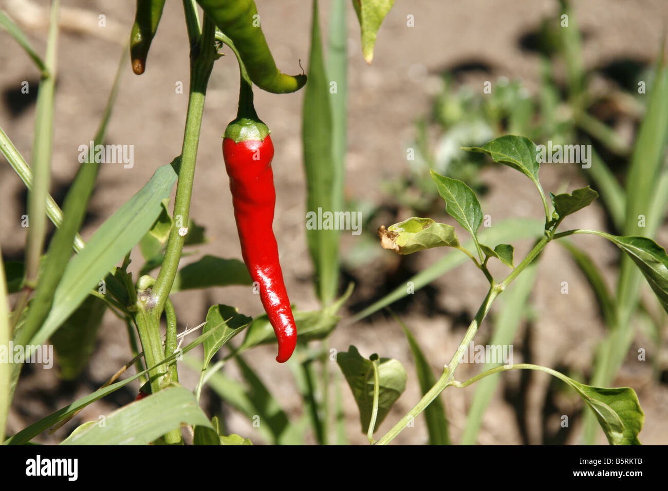 red hot chilli peppers growing on plants in garden Stock Photo - Alamy