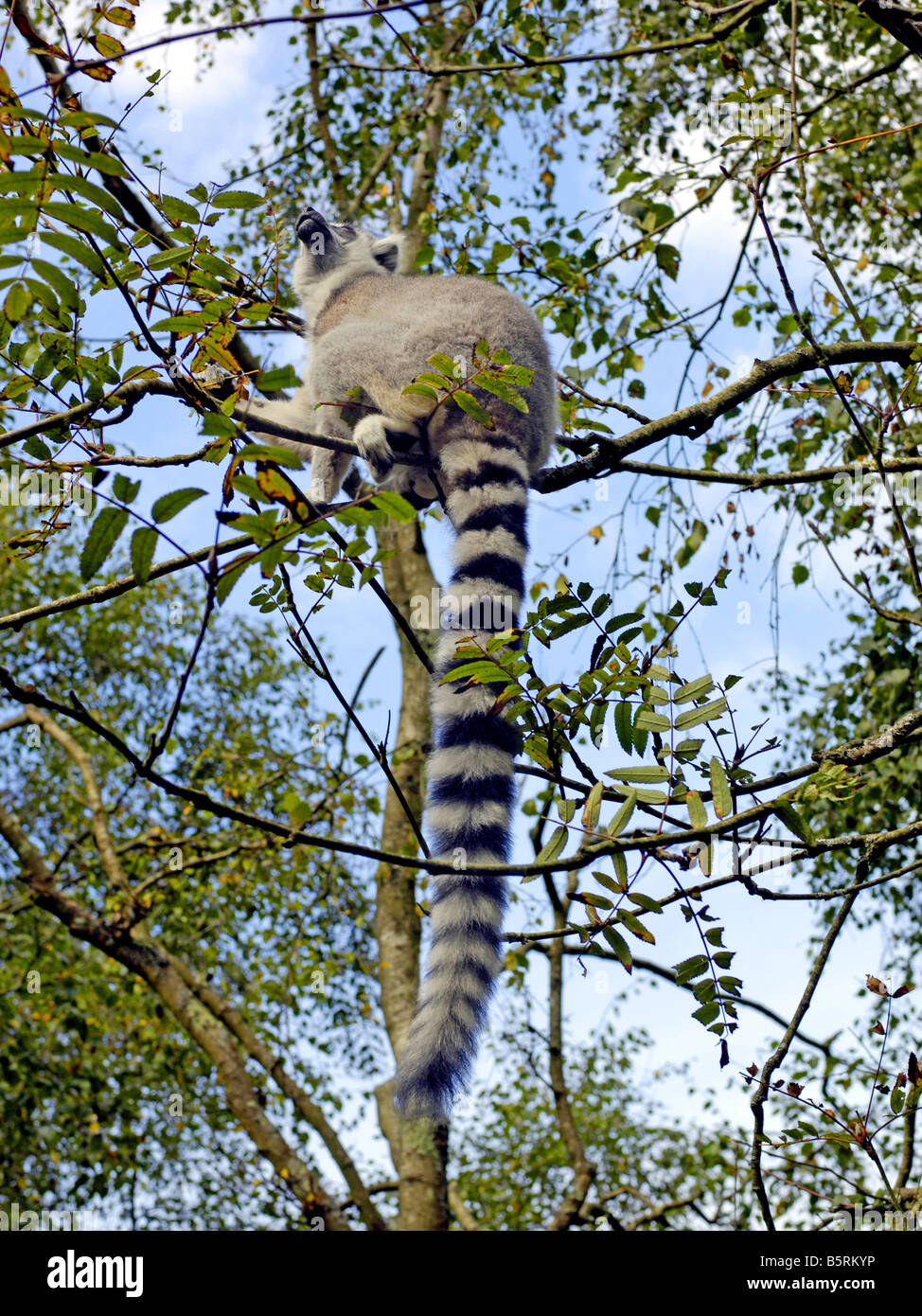 A Ring tailed Lemur also callled a Racoon Stock Photo - Alamy