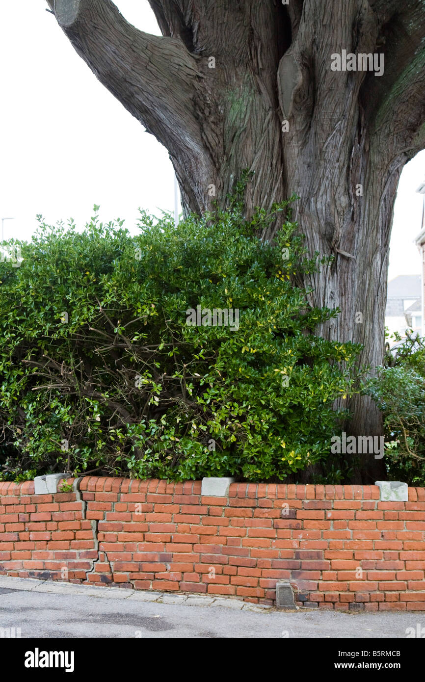 large tree causing extensive subsidence and cracking to nearby brick ...