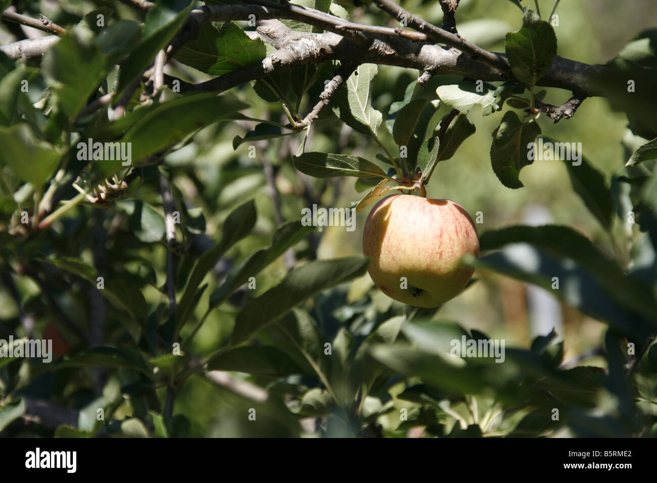 one single red apple growing on tree branches Stock Photo - Alamy