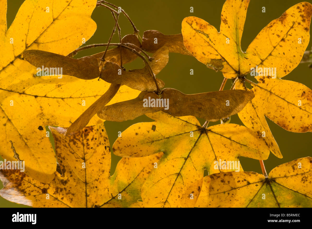 Winged fruit keys and colourful autumn leaves of Field Maple Acer ...