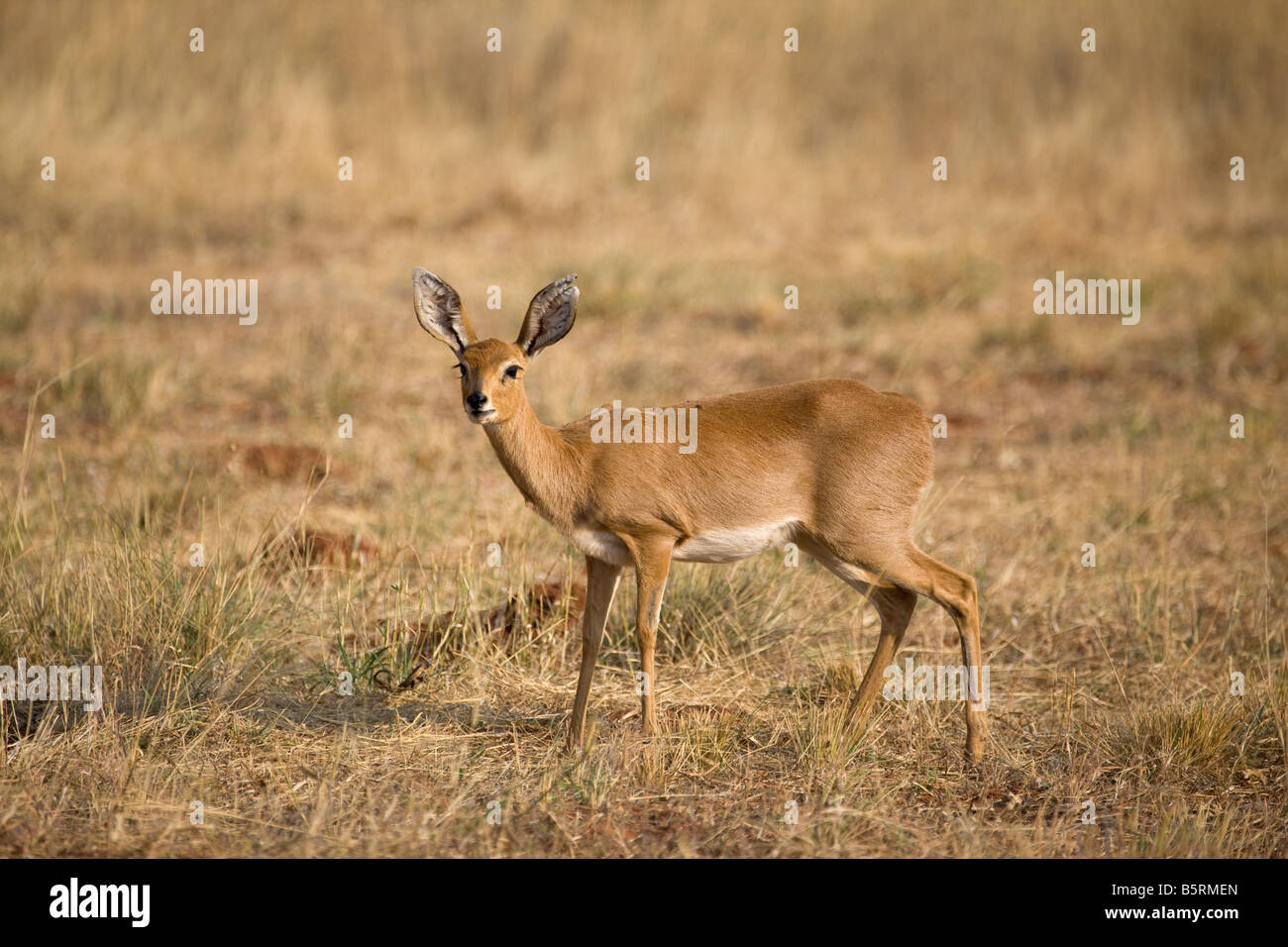 Steenbok at Okonjima, Namibia Stock Photo - Alamy