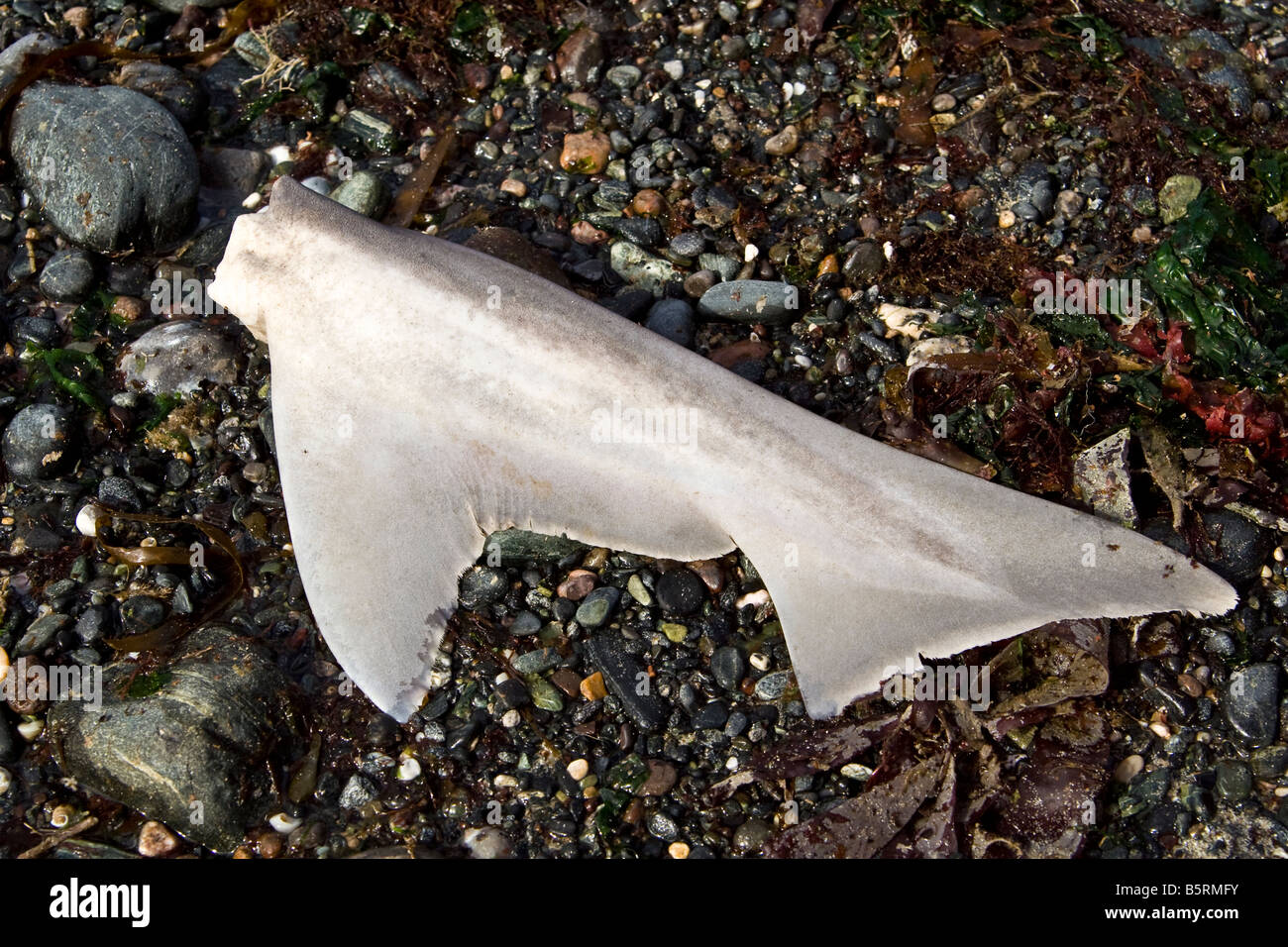 A fish tail on the beach, UK Stock Photo - Alamy