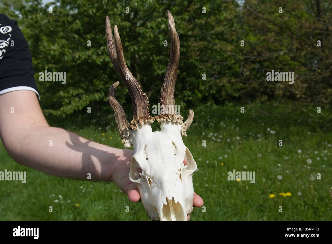 Capreolus capreolus Roe Deer buck male boar Stock Photo - Alamy