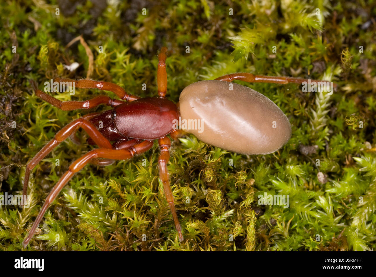 Spider Dysdera crocata adapted for catching and eating woodlice Dorset ...