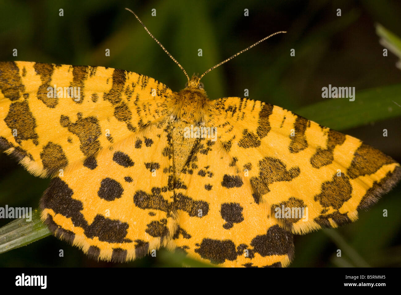 Speckled Yellow Moth Pseudopanthera macularia Common day flying moth ...