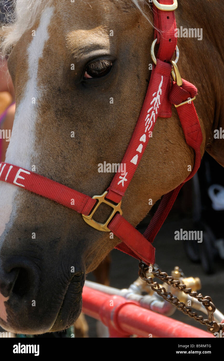 portrait of a horse Stock Photo - Alamy
