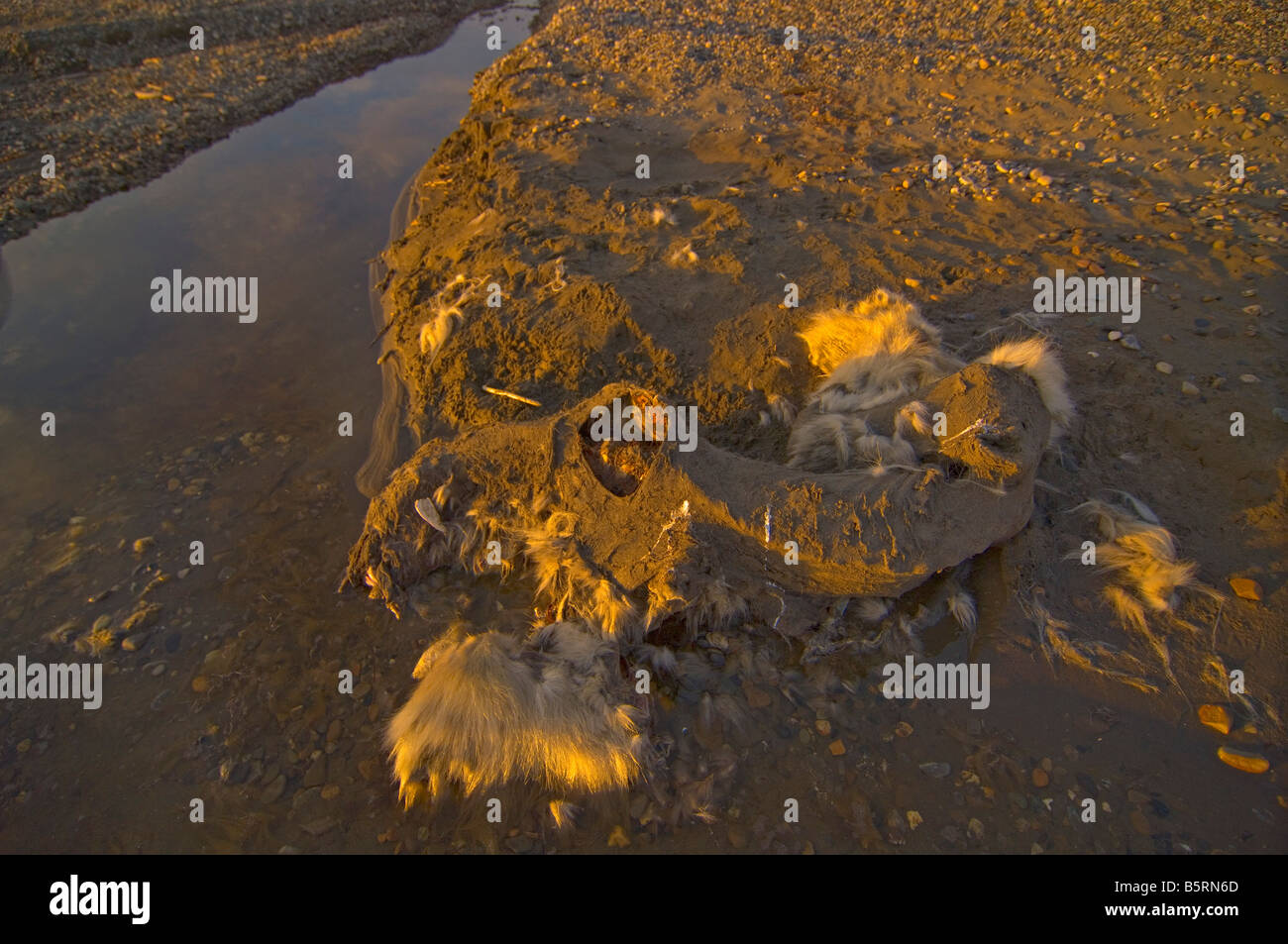 dead polar bear Stock Photo - Alamy