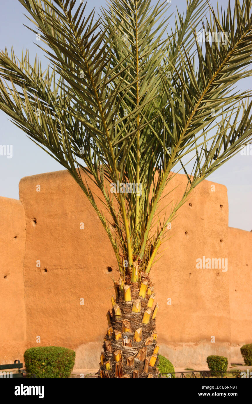 Date palm tree morocco hi-res stock photography and images - Alamy