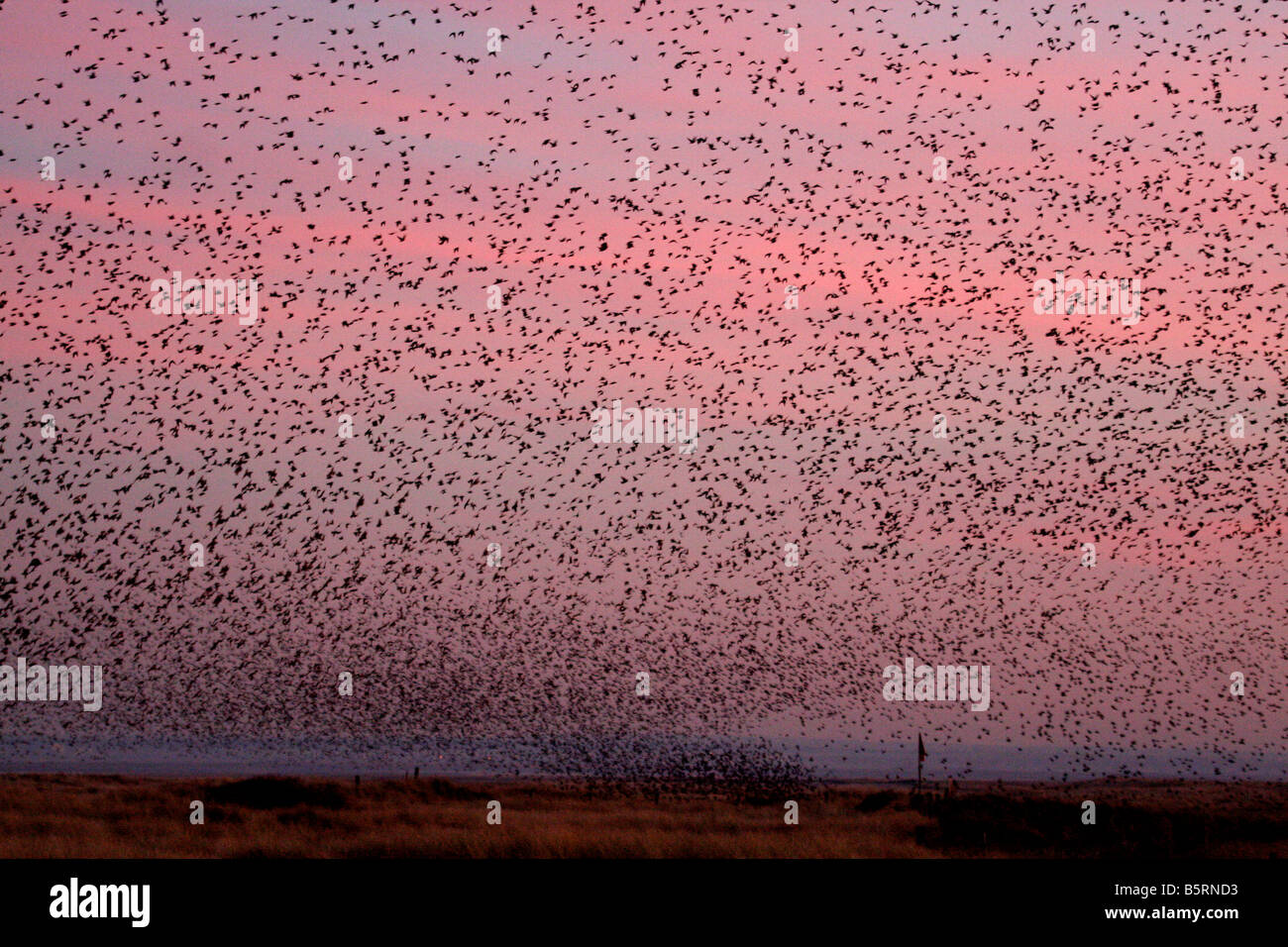 Flocks of starlings hi-res stock photography and images - Alamy