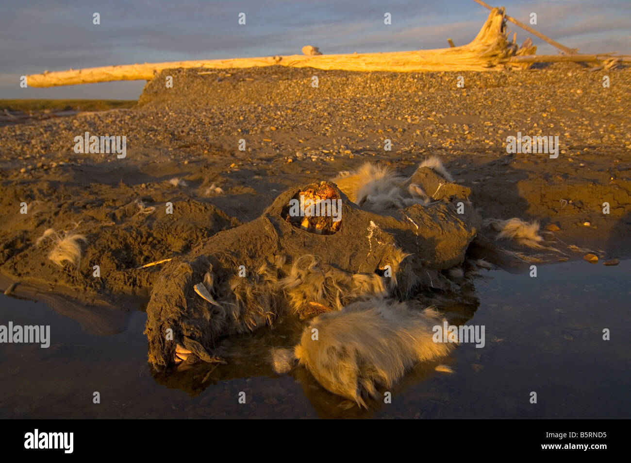dead polar bear Stock Photo - Alamy