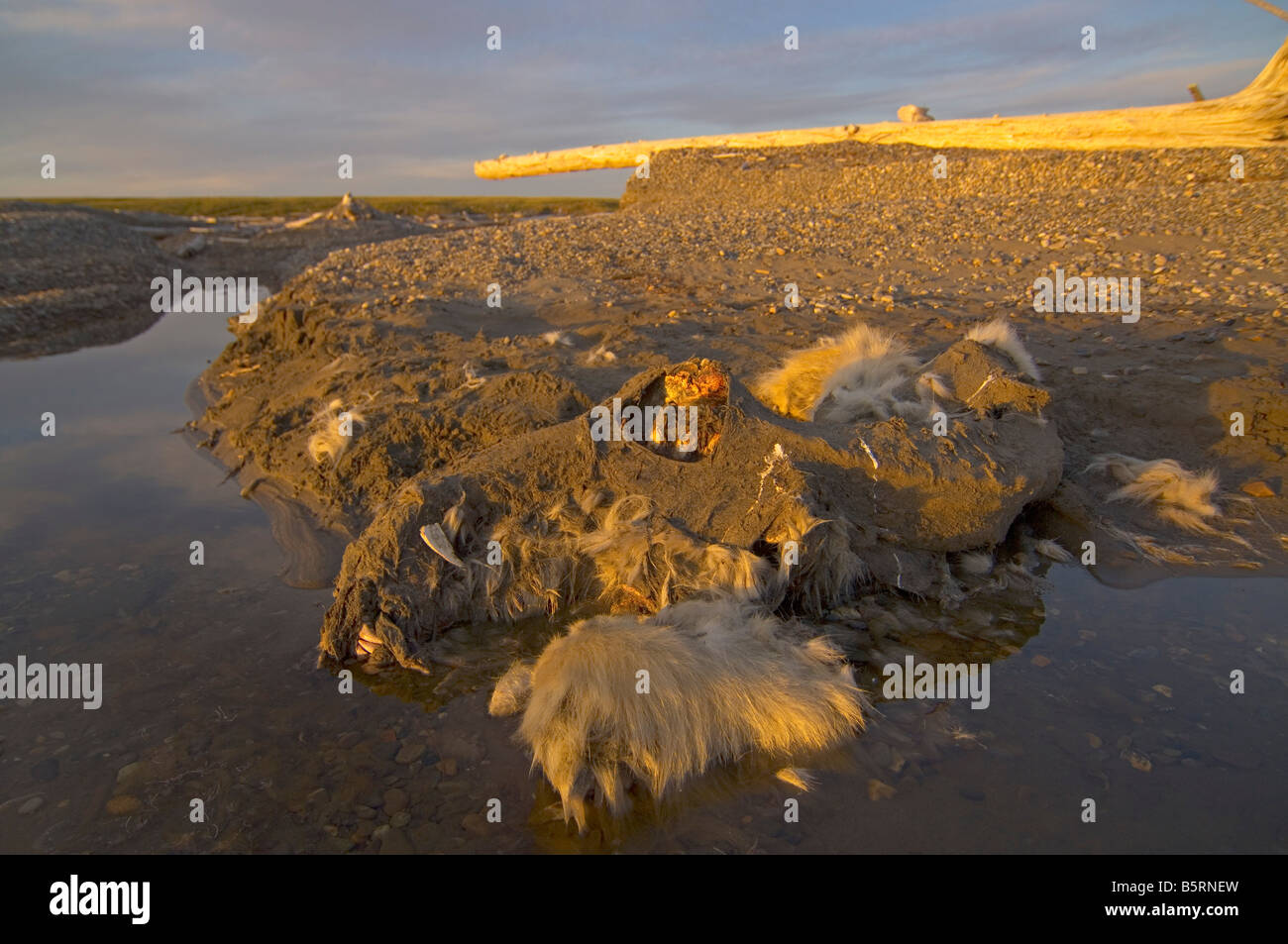 dead polar bear Stock Photo - Alamy
